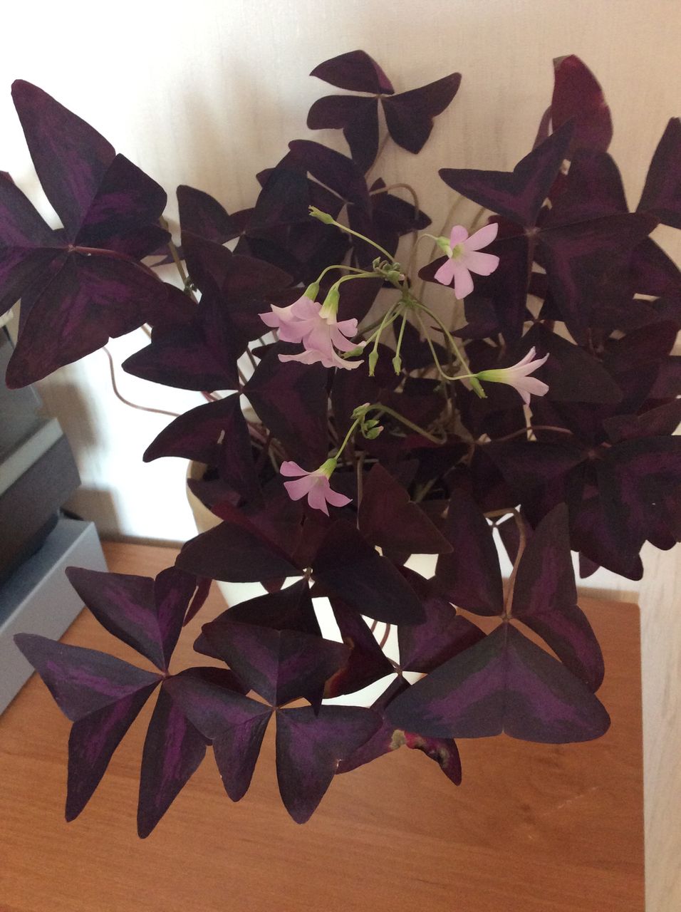 Flori de camera, diferite