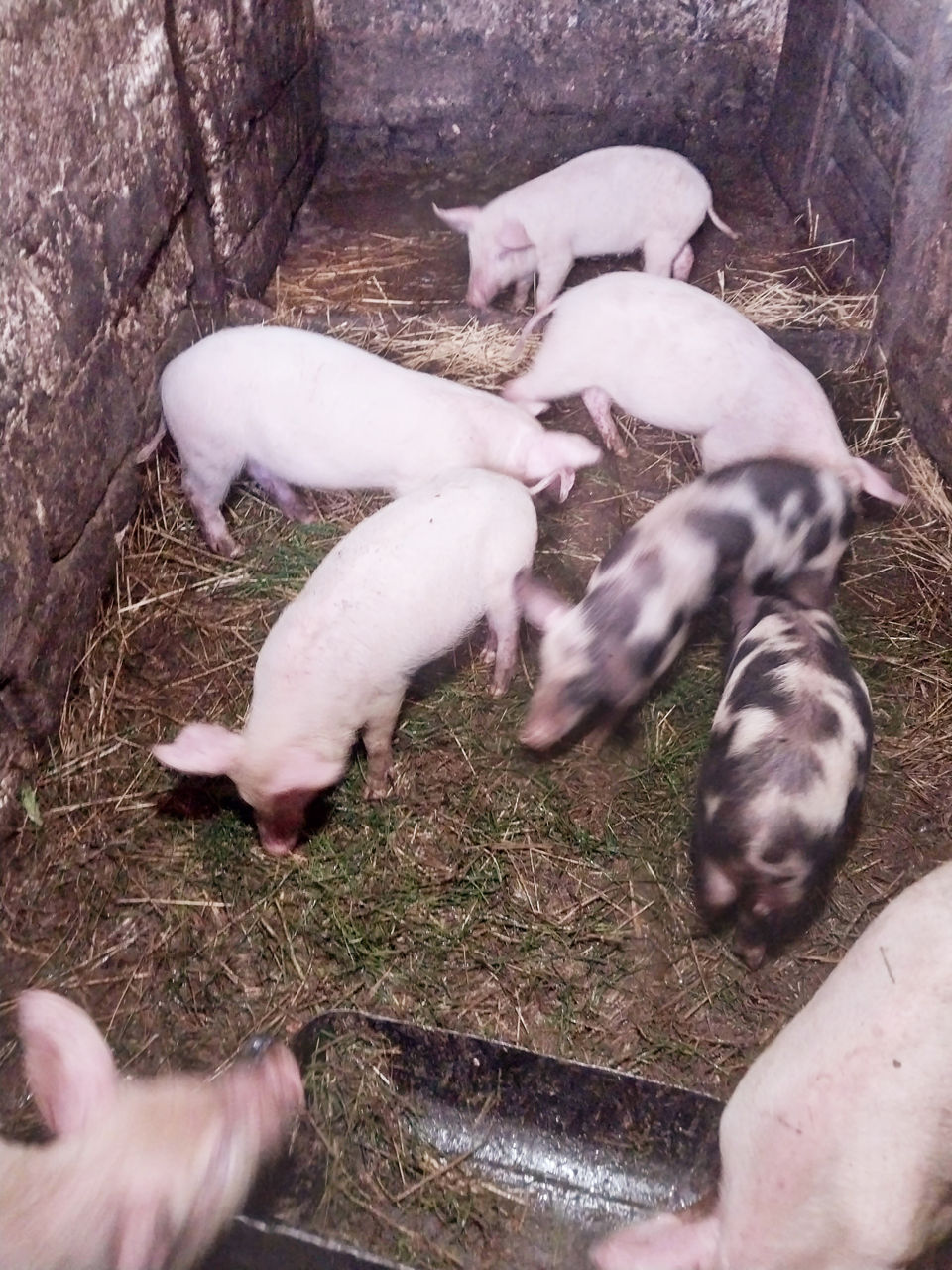 Purcei crescuți în condiții de casă