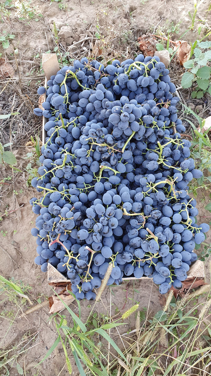 Struguri,Poamă Moldova