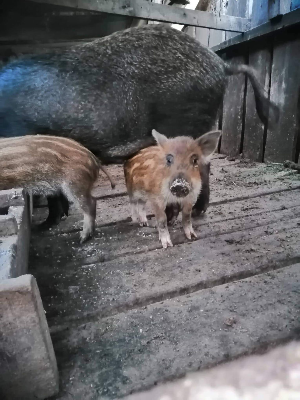 Vînd porci mistreț