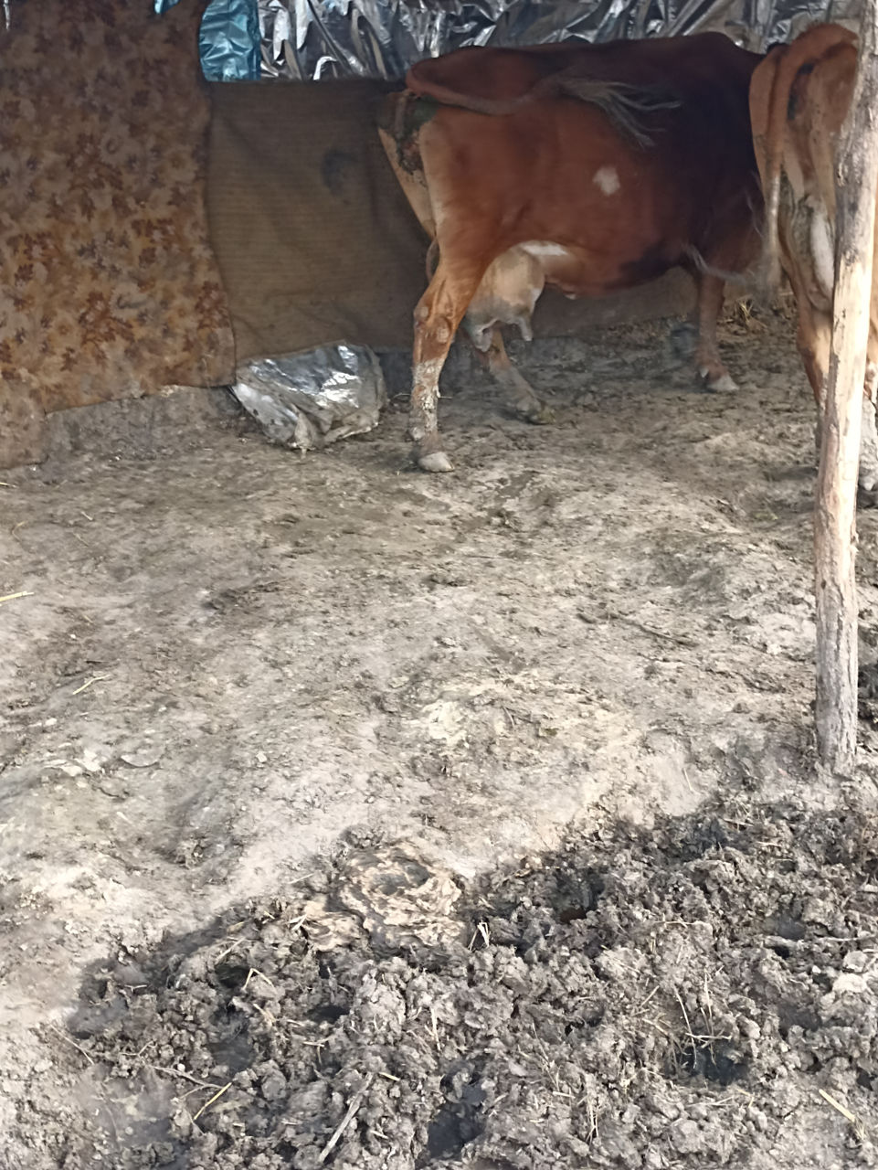 Vind vaca buna de lapte