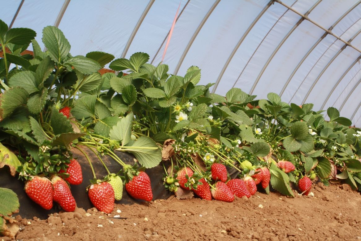 Rasad de capsuna remontanta Elizaveta-2