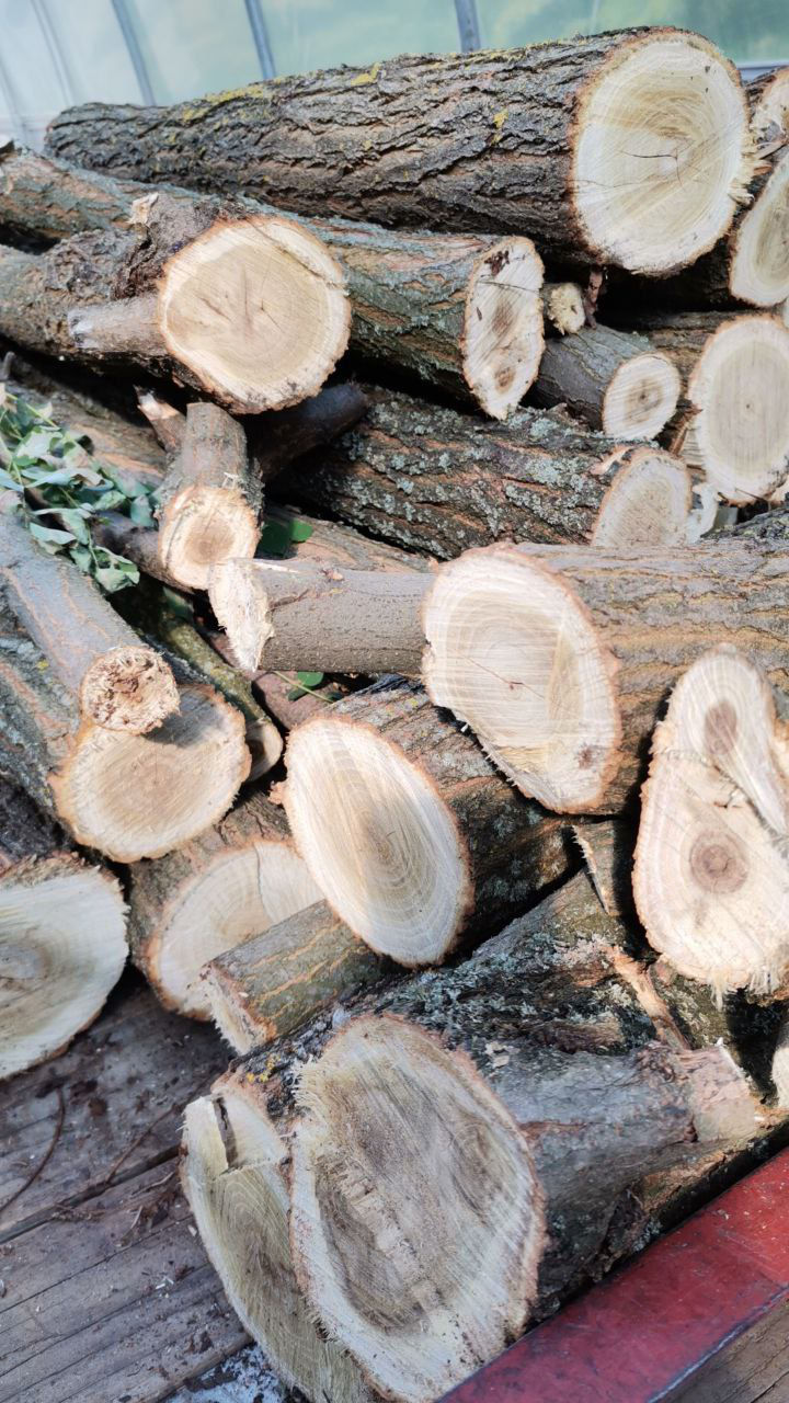 Lemne de foc - specii tari Salcam Ulm Artar