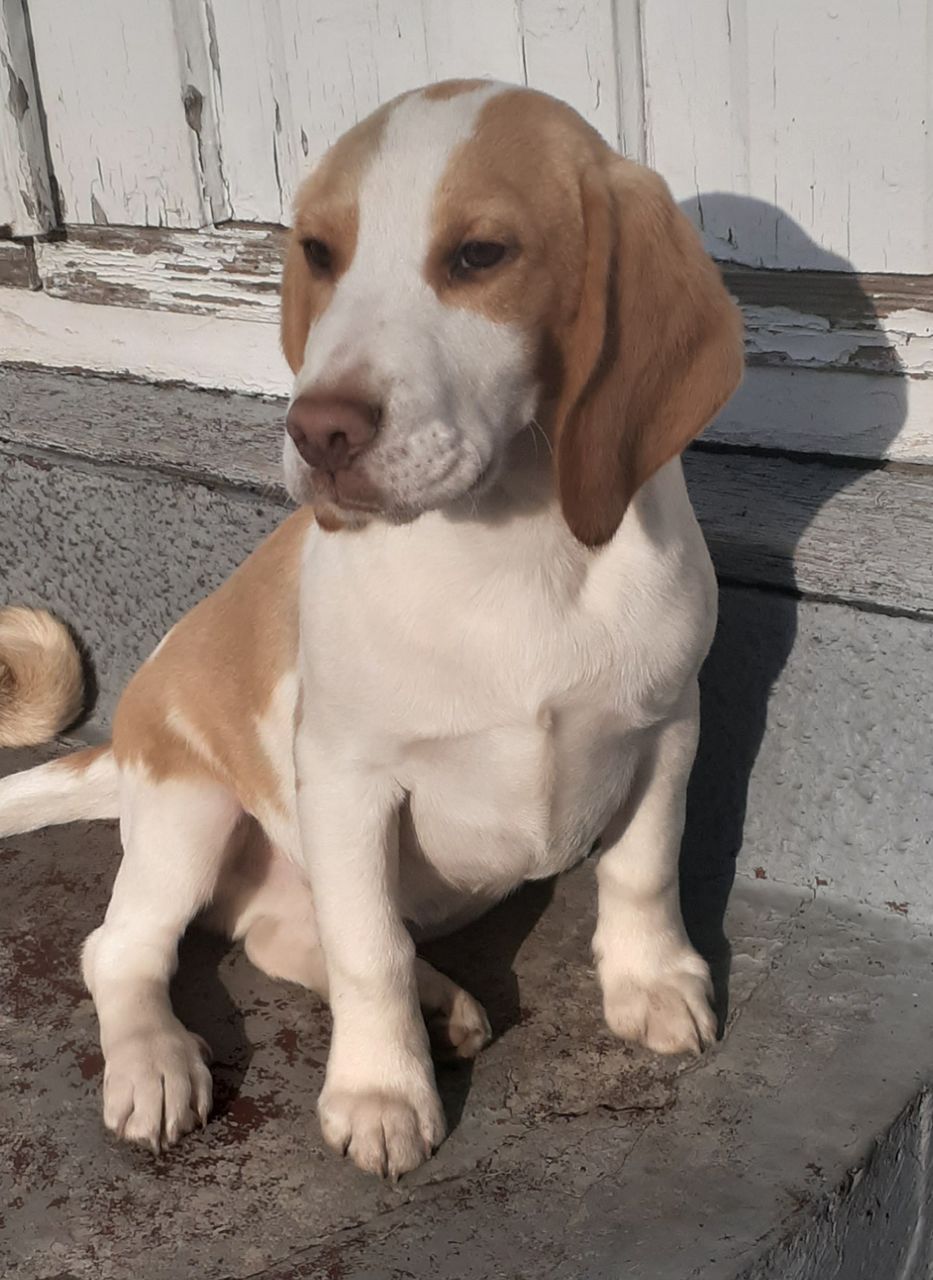 Catelus beagle bicolor