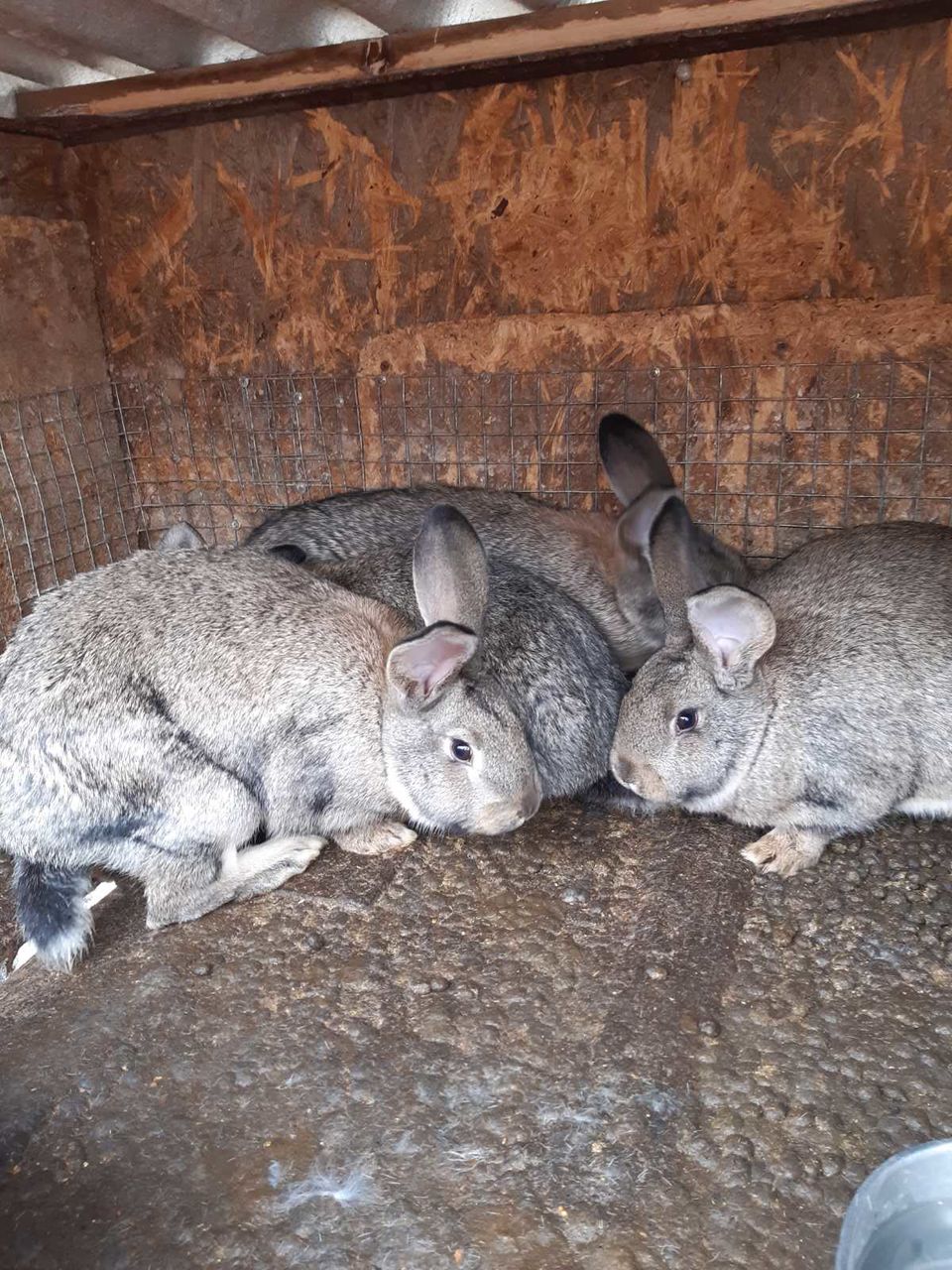 Vindem iepuri! (Soroca, s.Rudi)