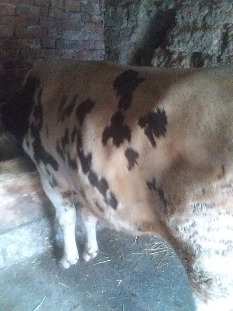 vind un buhai de 1an si 9 luni urgent si o vaca de a fata