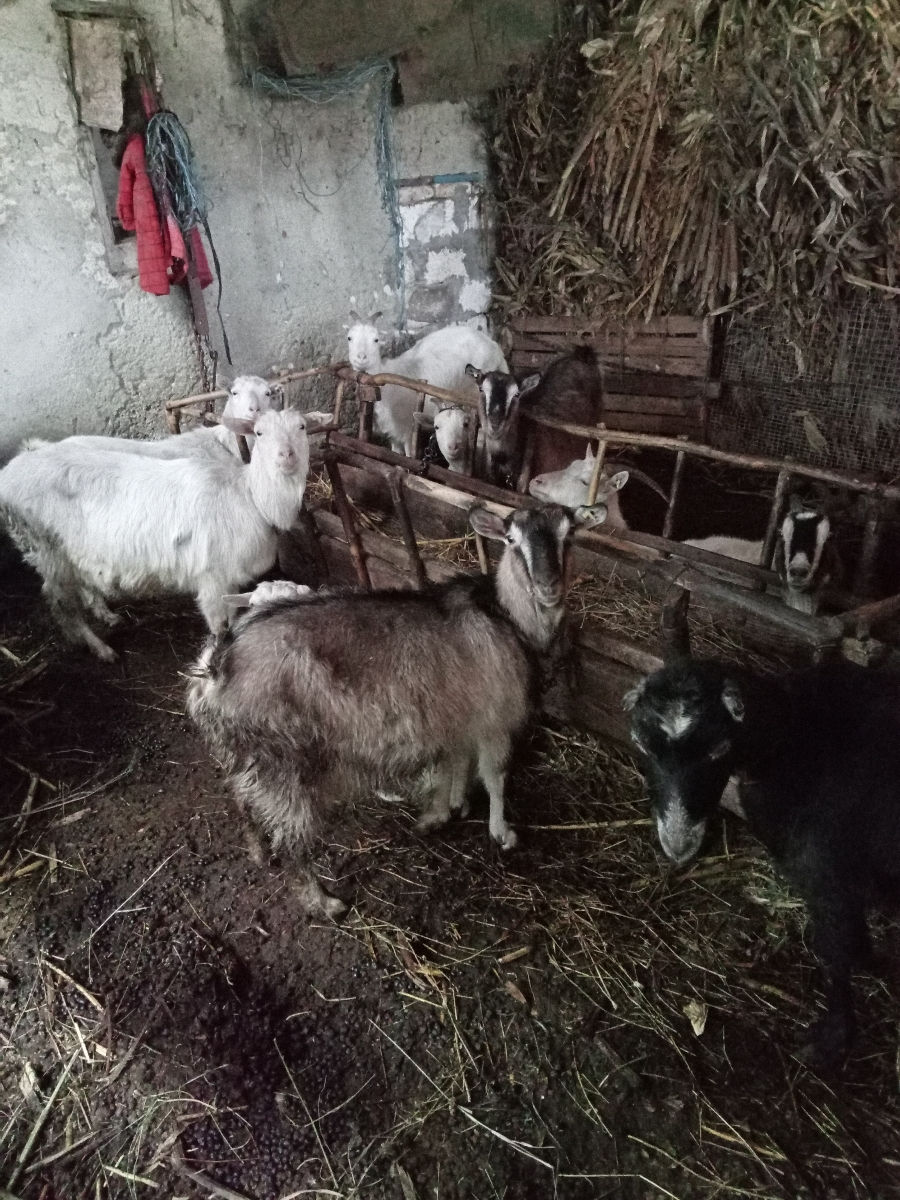 Vind capre tăt cu ezi și 2 tapi