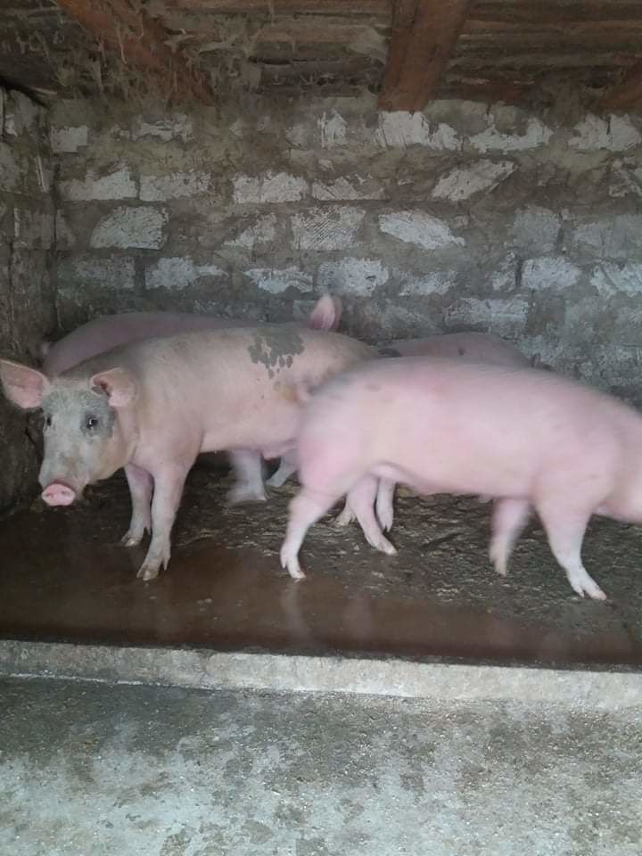 Se vind 2 porci de 180 kg se poate si jumate de porc