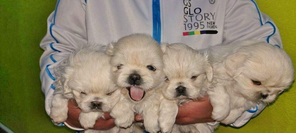 Pechinez imperiali jucausi, sănătosi aduc şi la comandă în toată Moldova