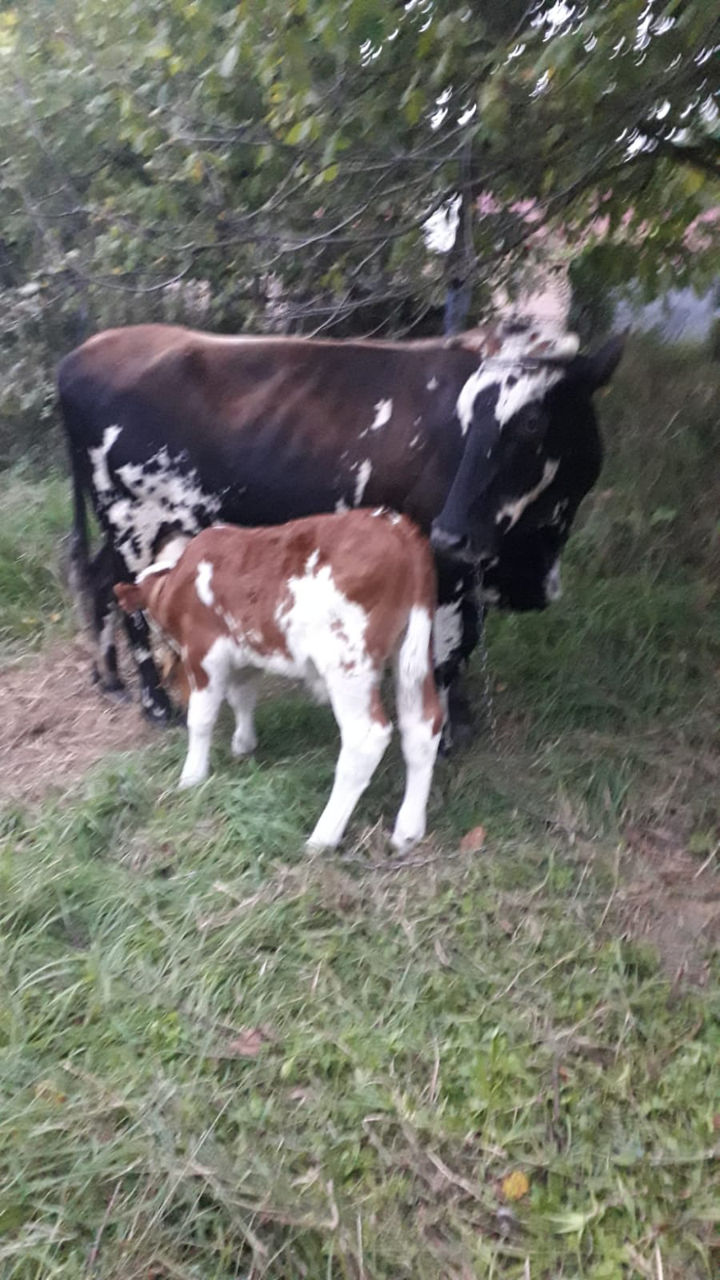 Se vinde Vaca cu Vitel