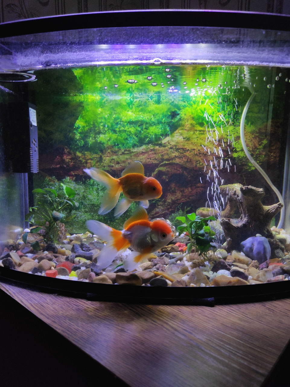 Vând acvariu cu pești.
