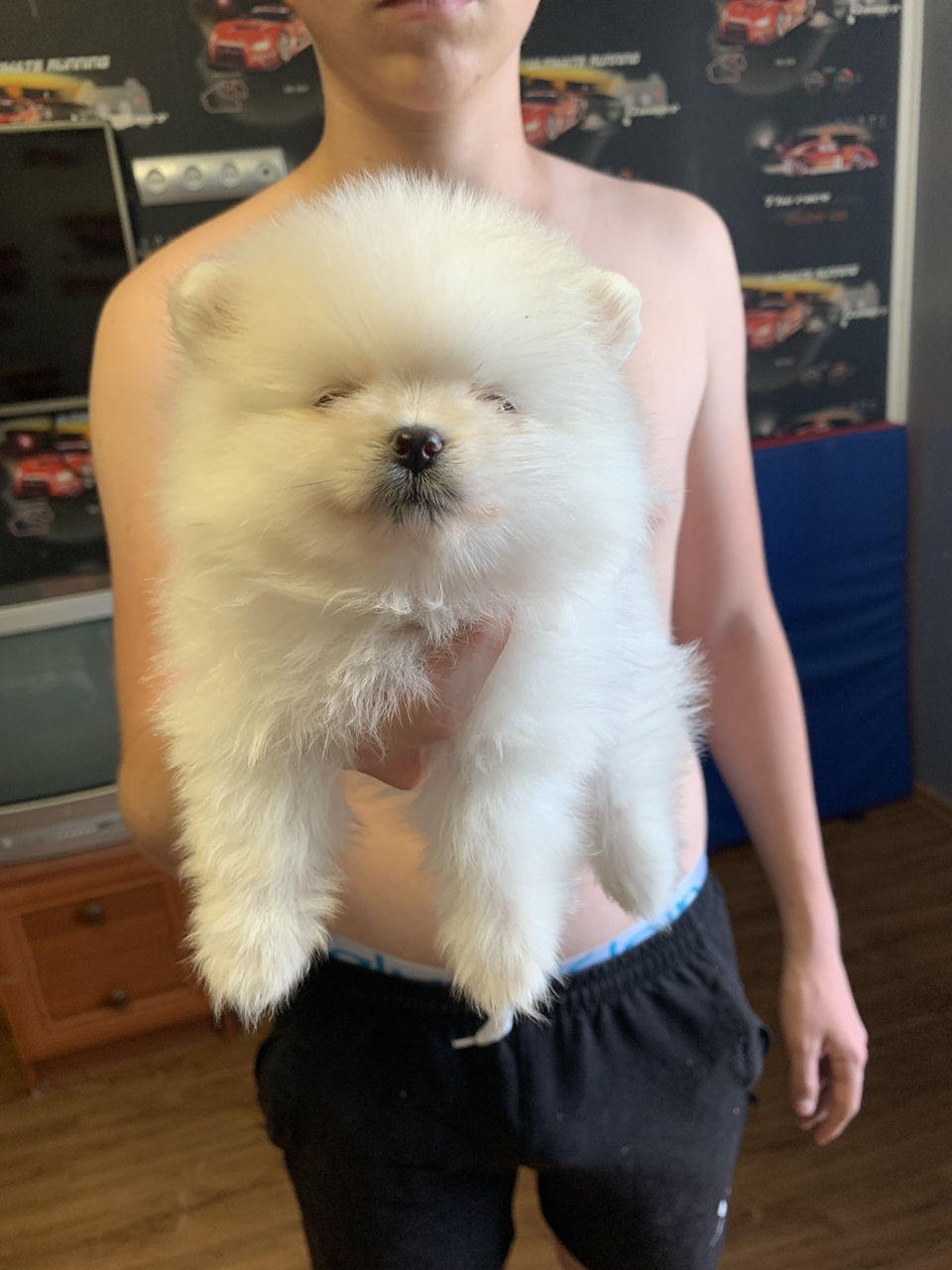 Spitz Pomeranian mini
