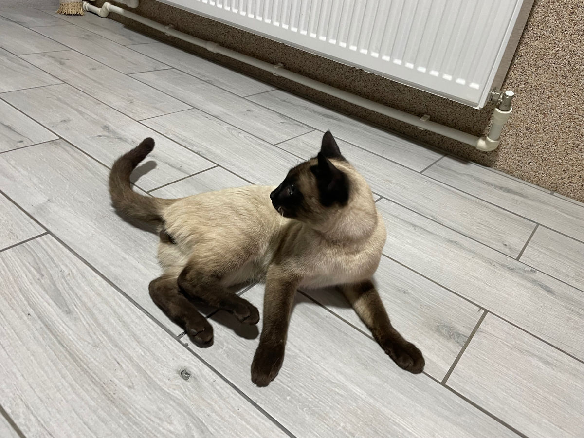 Mascul siamez în vinzare