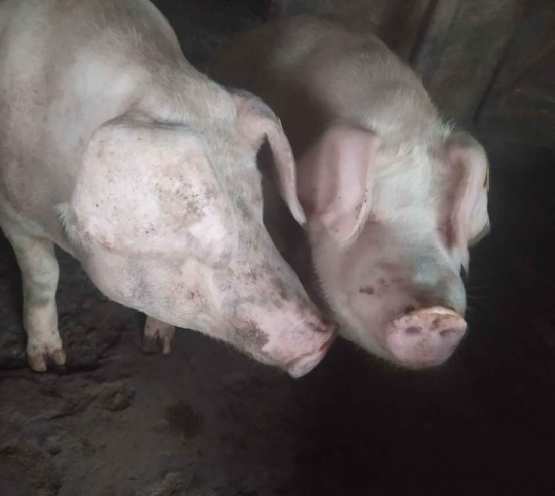 Vând purcel pentru carne!