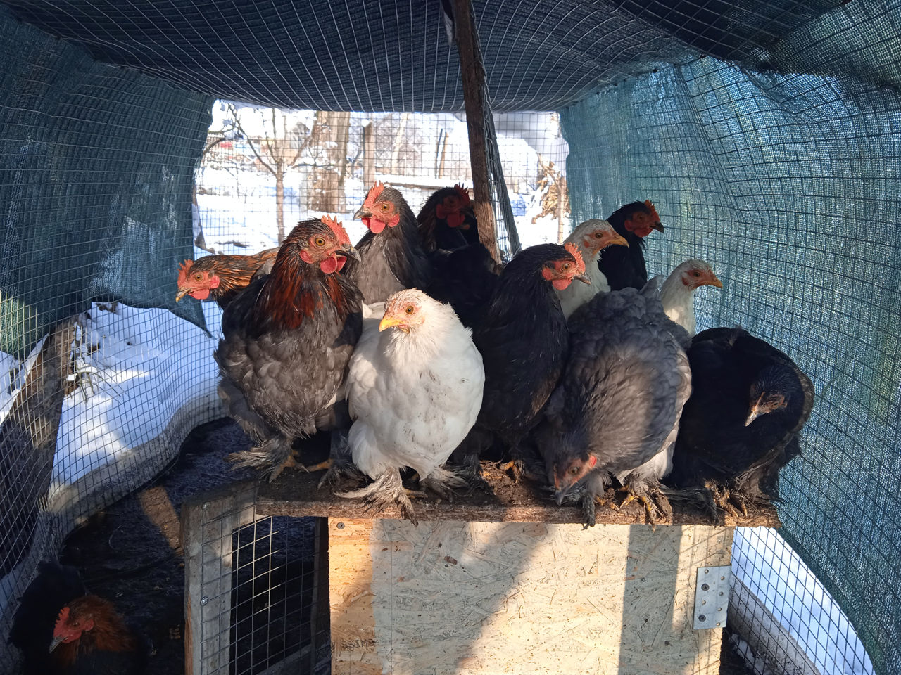 Cocoș și Găină cochinchin pitic (pereche)