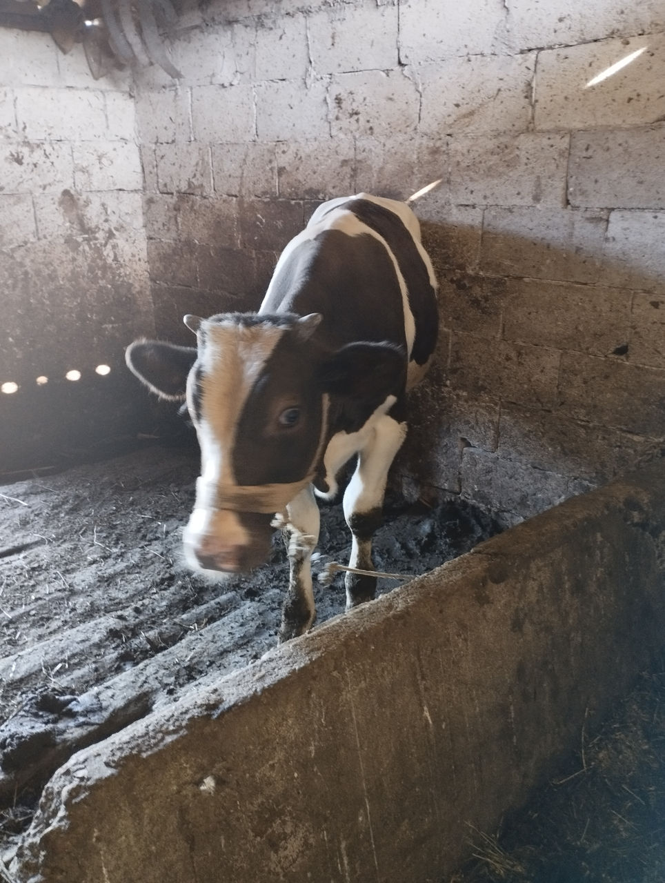 Vind vitel de 8 luni