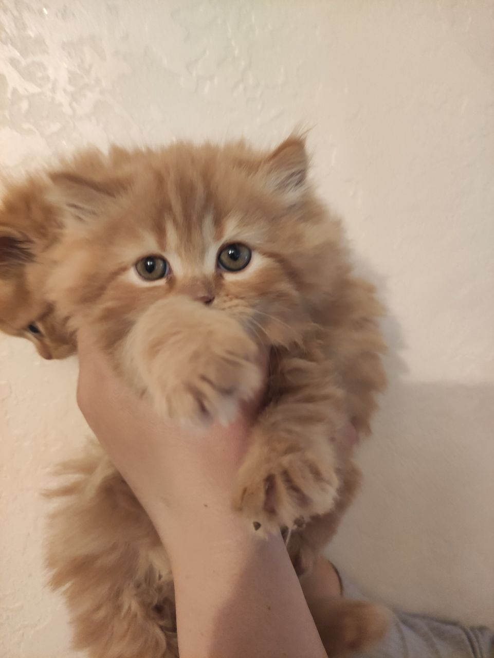 Персидские котята!