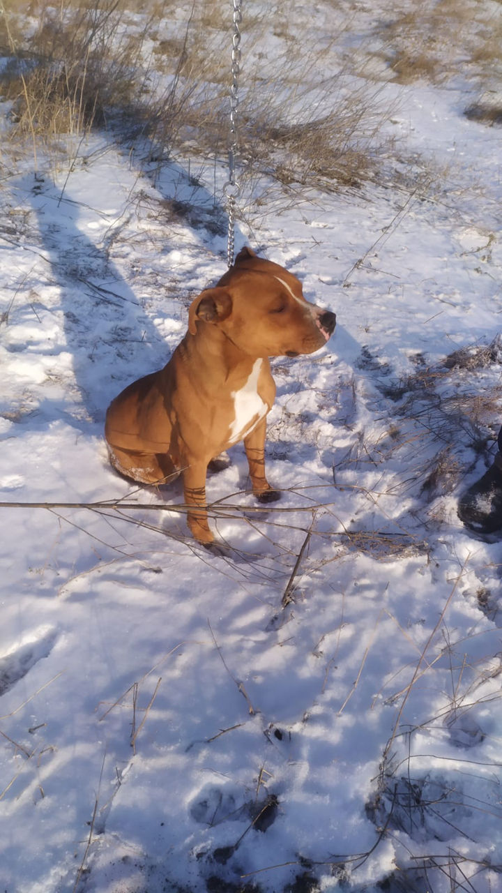 Pitbul
