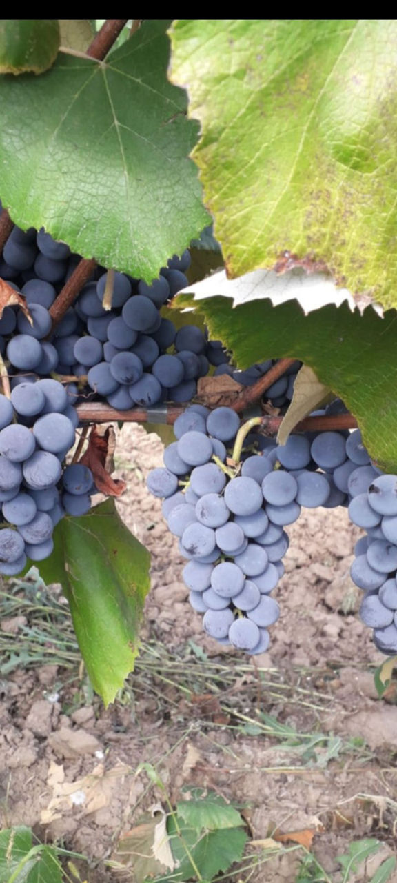 Vindem poama Moldova si Izabela! neagra si alba