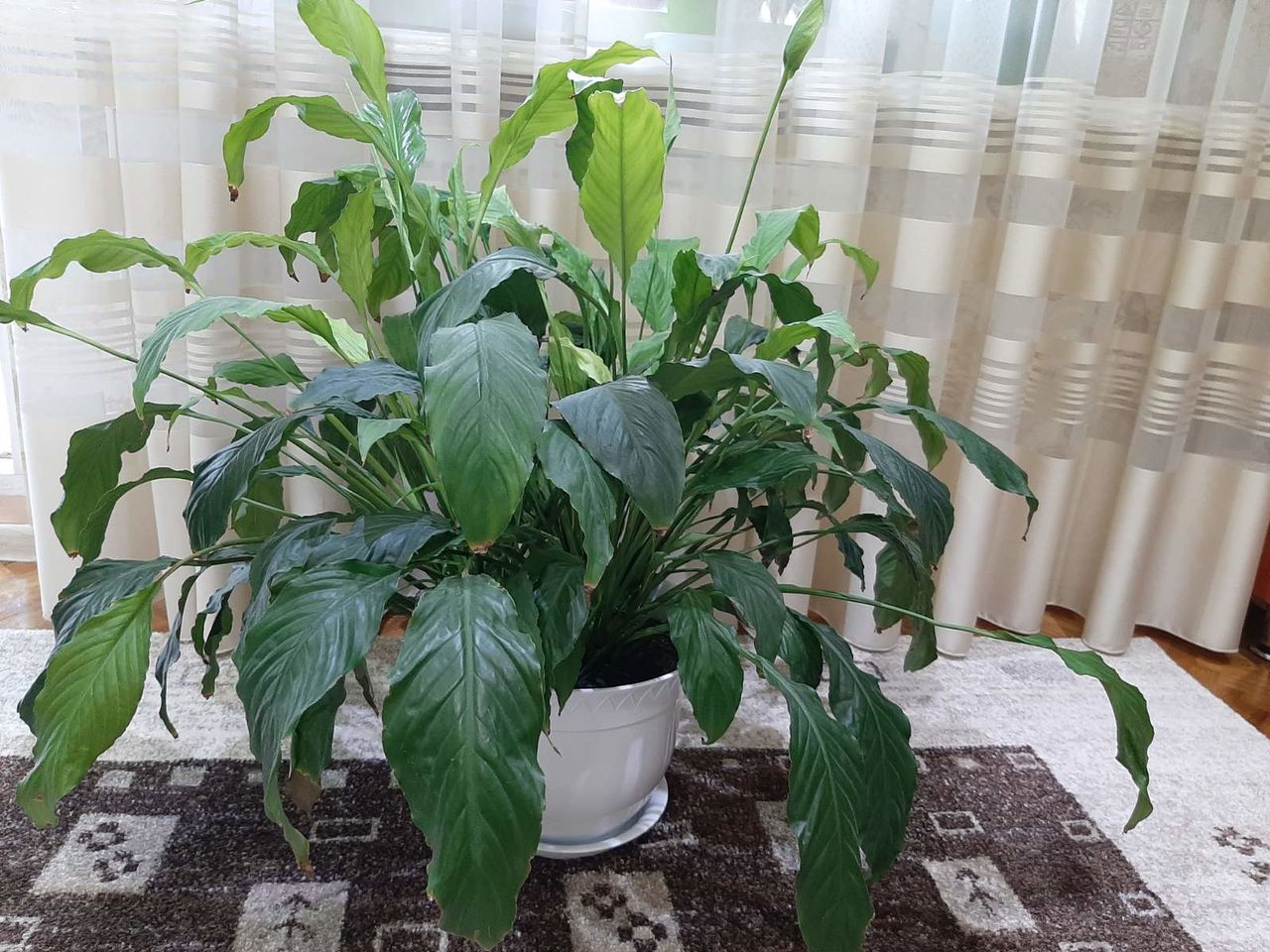 Orhidei ,Ficus benjamin 1,5m, китайская роза, dracena,Zamioculcas ...