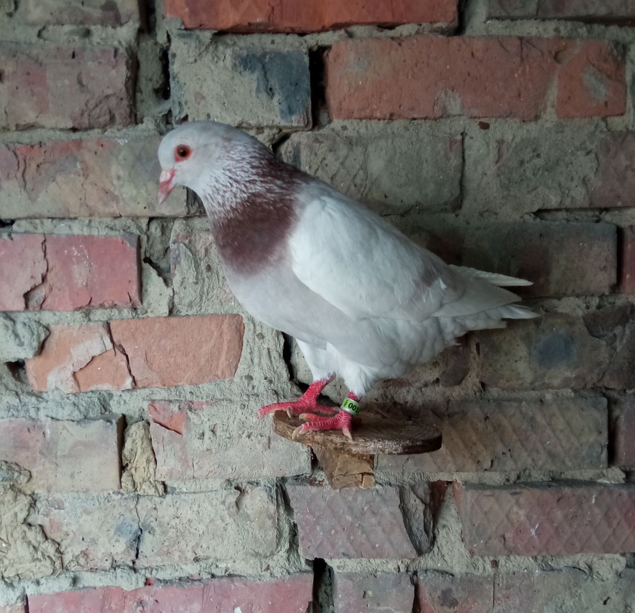 Vind porumbei pui texani.porumbei pui lux polonez.