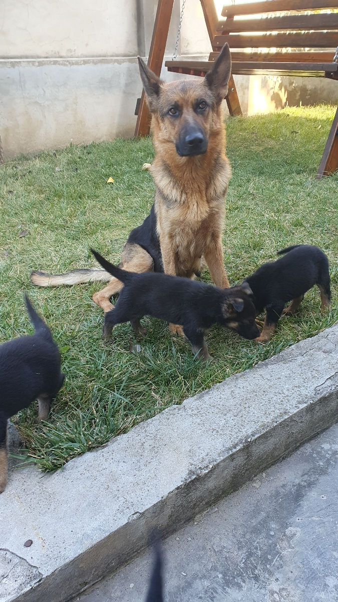 Vind căței de rasa curata ciobanesc german