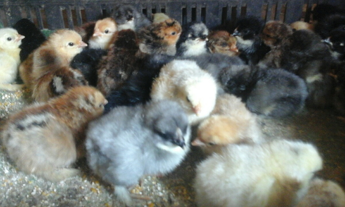 Vand pui: ancaltati cu mot cu gatul gol cu ciup sau ancaltati cu barba ...