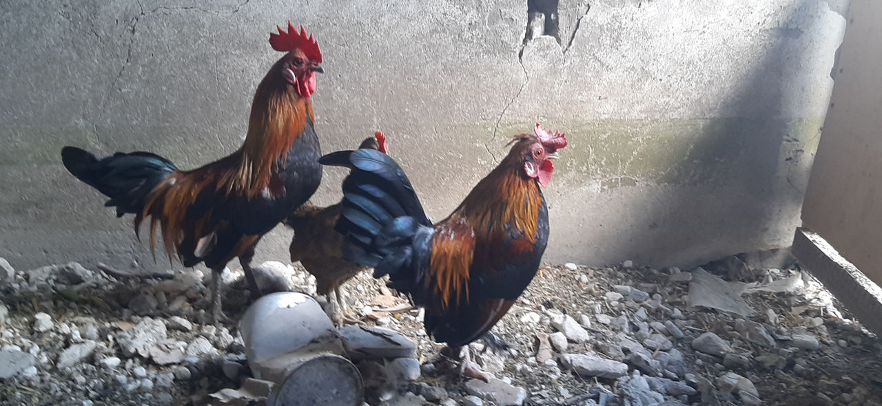 Cocosi-fenix,sebrite,grecesc