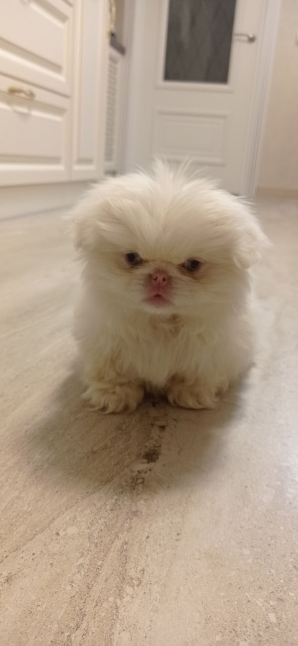 Pekinez mascul o luna jumate