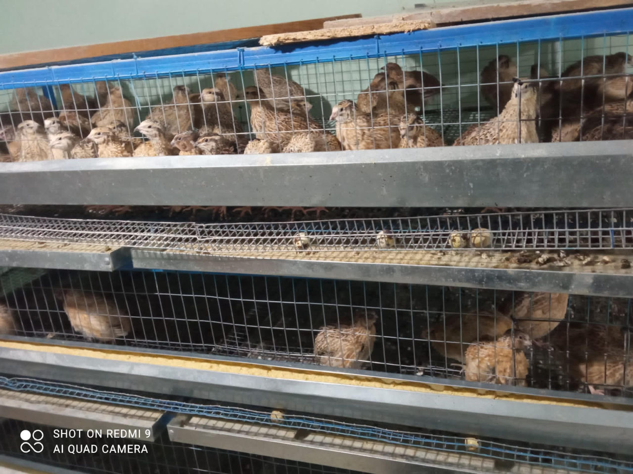 Vand Iepuri, Gaine si Prepelite - Hancesti