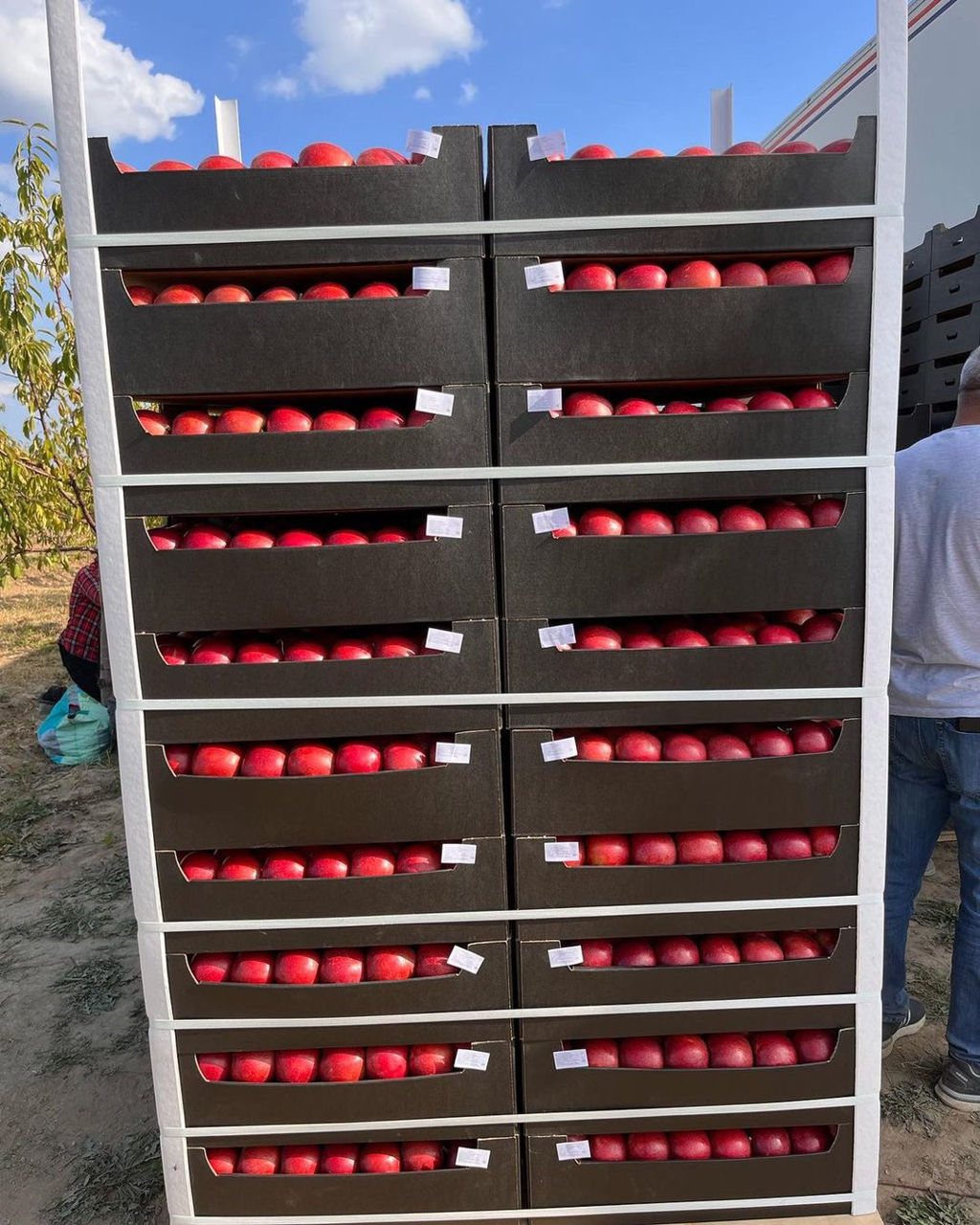 Copaci de mere GALA DARK BARON-Mm26, CIORNII PRINT , Si diferitți ...