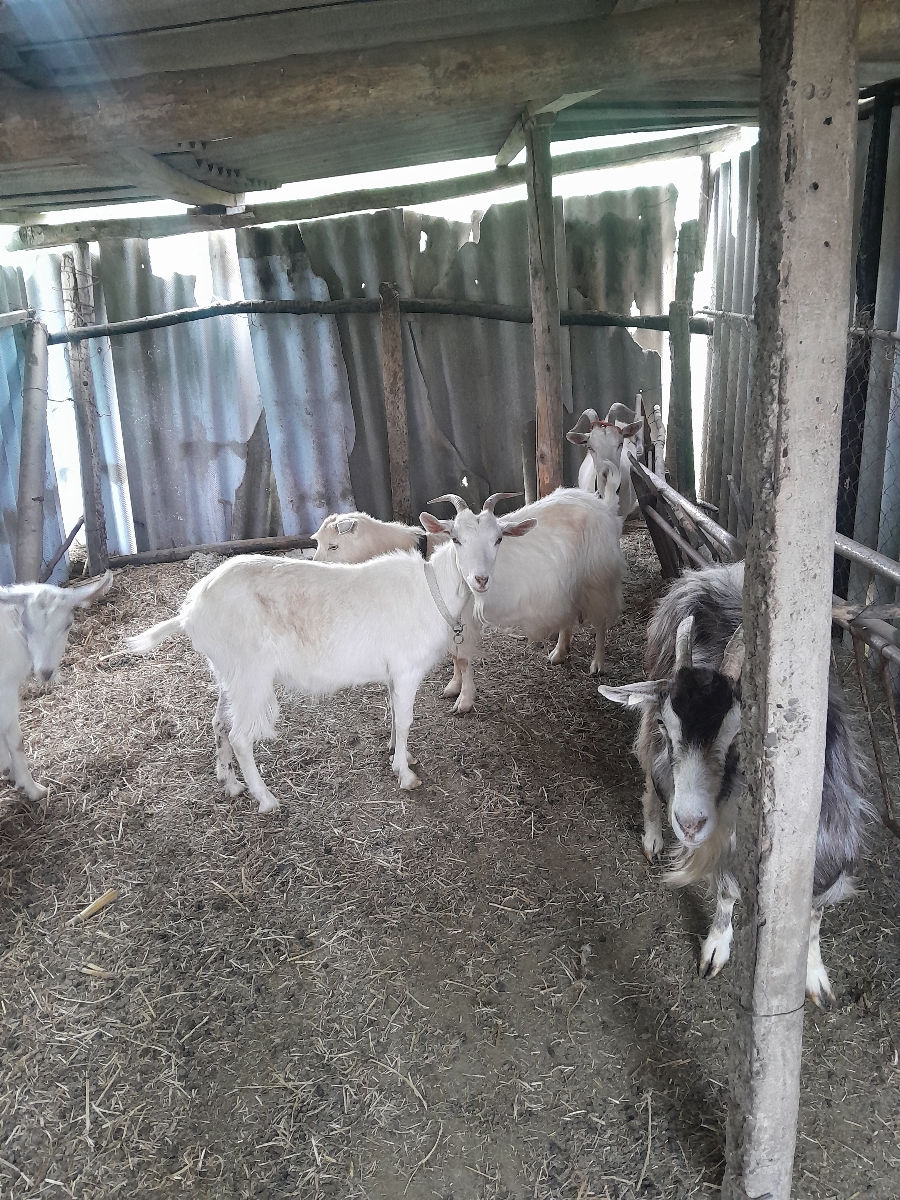 Vând 5 capre mulgătoare