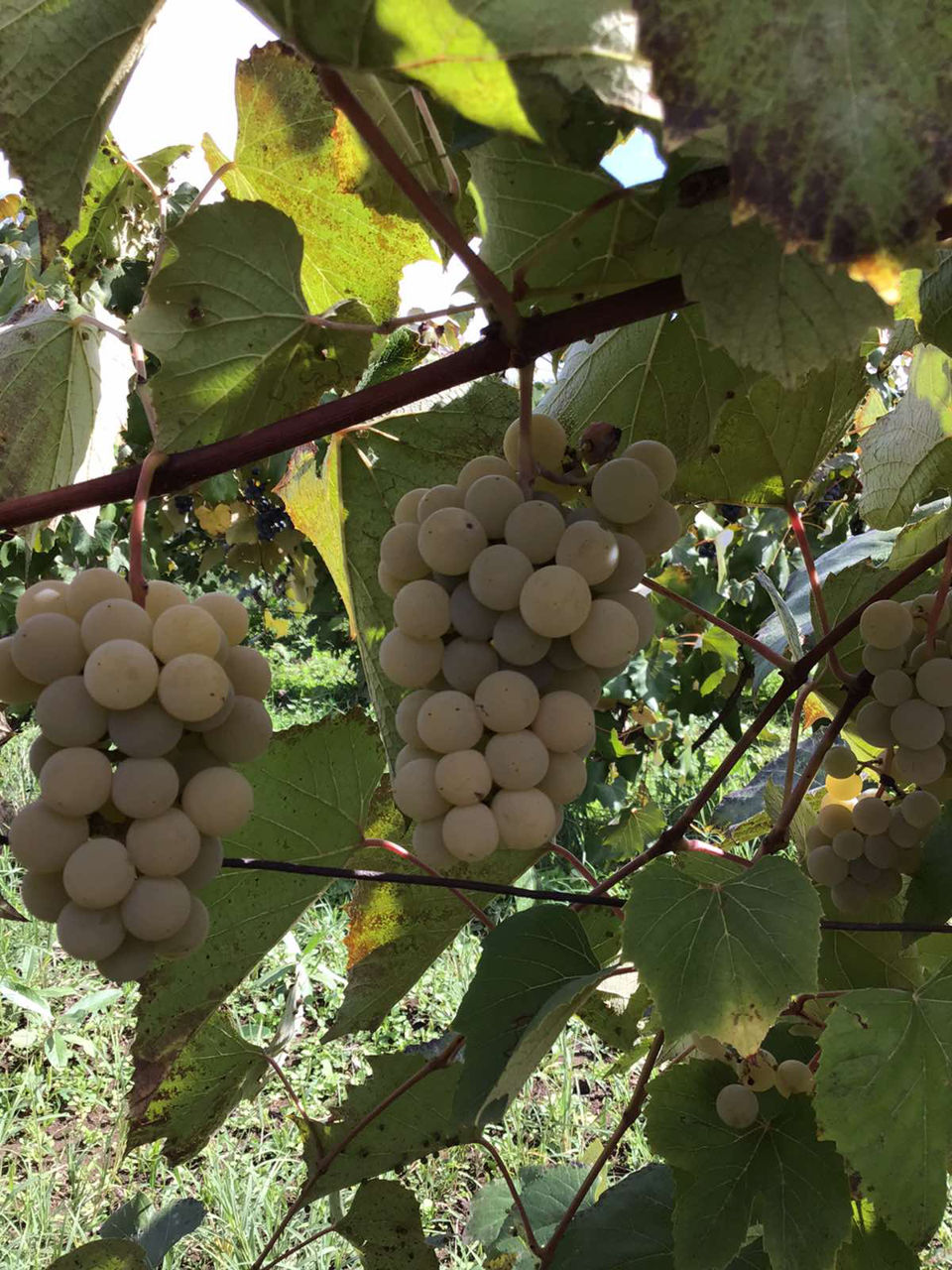 Struguri de vânzare pentru vin alb și roșu/ виноград