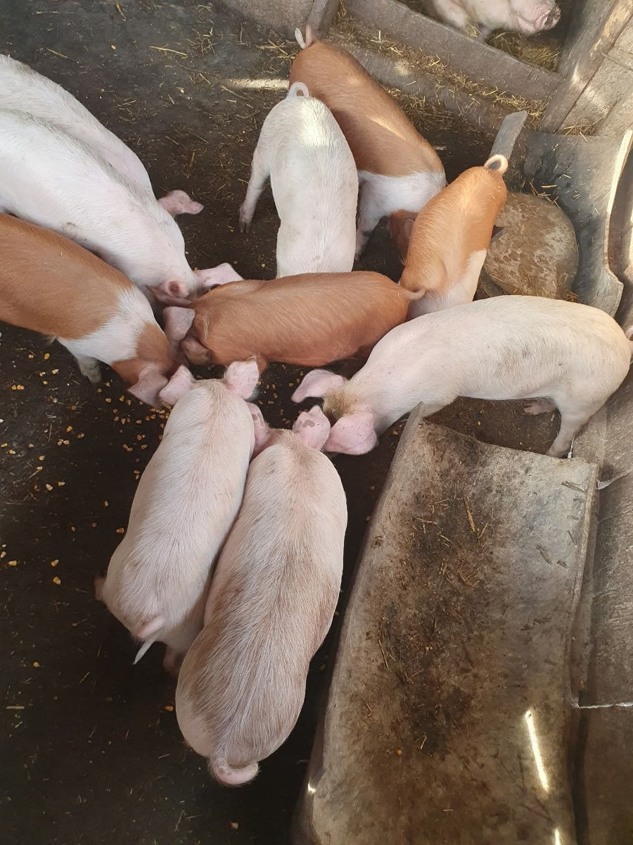 Vindem porci de casa pentru carne Pentru mai multe detalii sunati