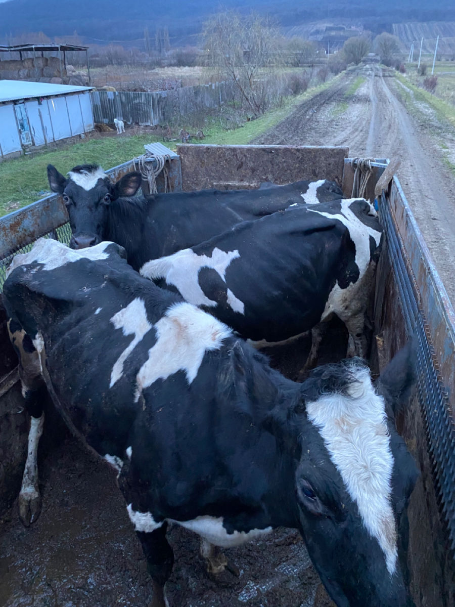 Cumpăr animale, slab gras cumpăr tot... Ne deplasam toată țara...