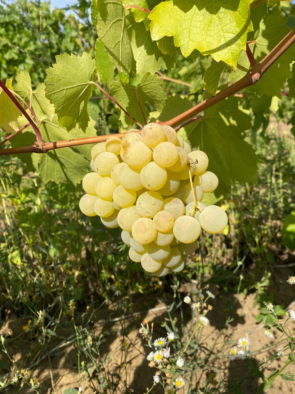 Struguri Alb de suruceni -galbeni