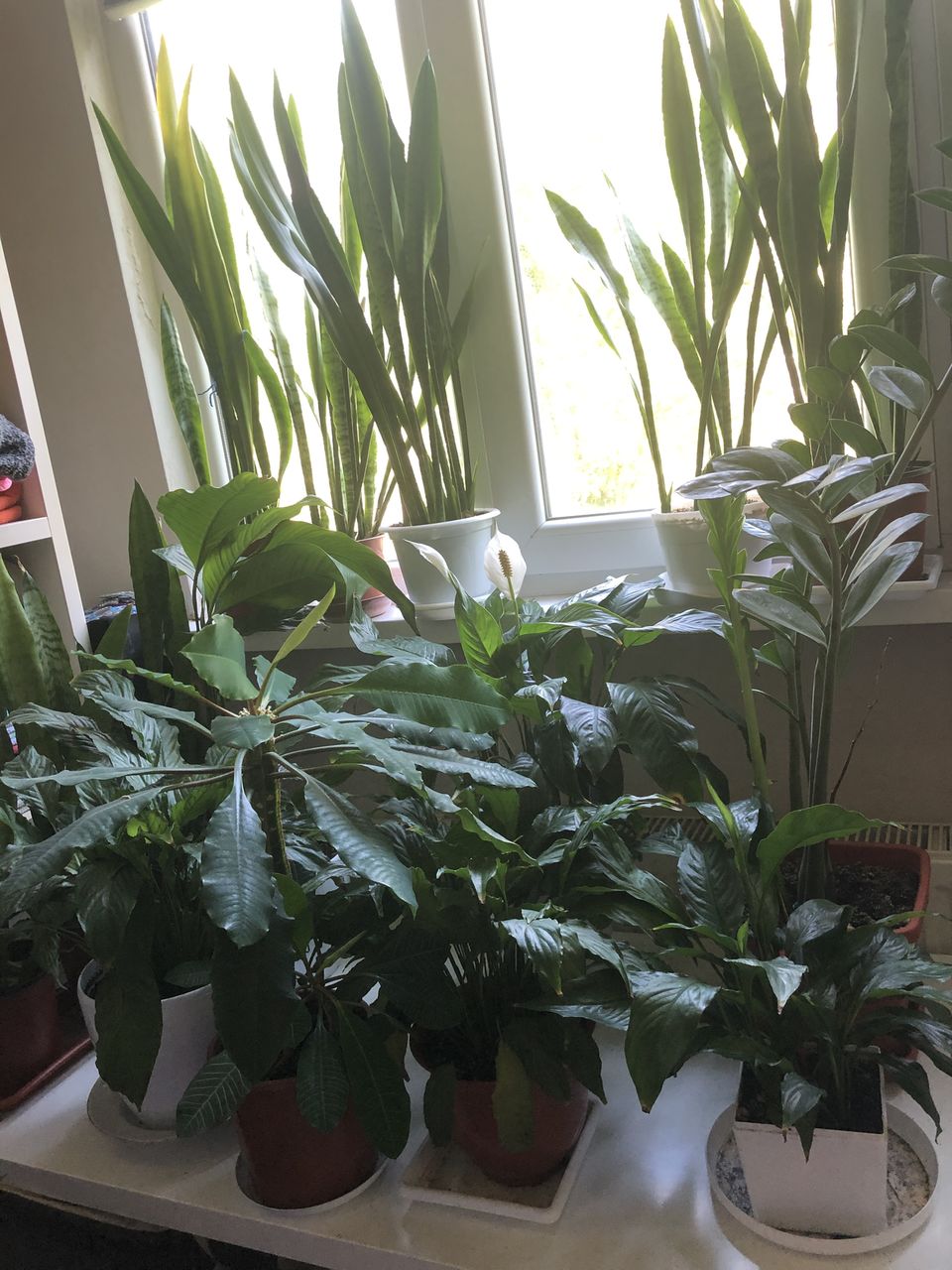 Plante de camera maxim 30 lei