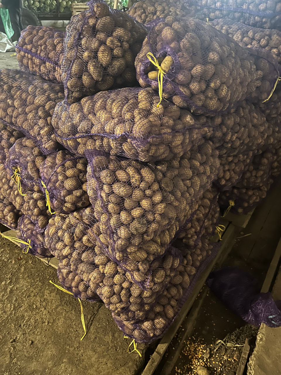 Cartofi de Seminte din prima reproducție Damaris