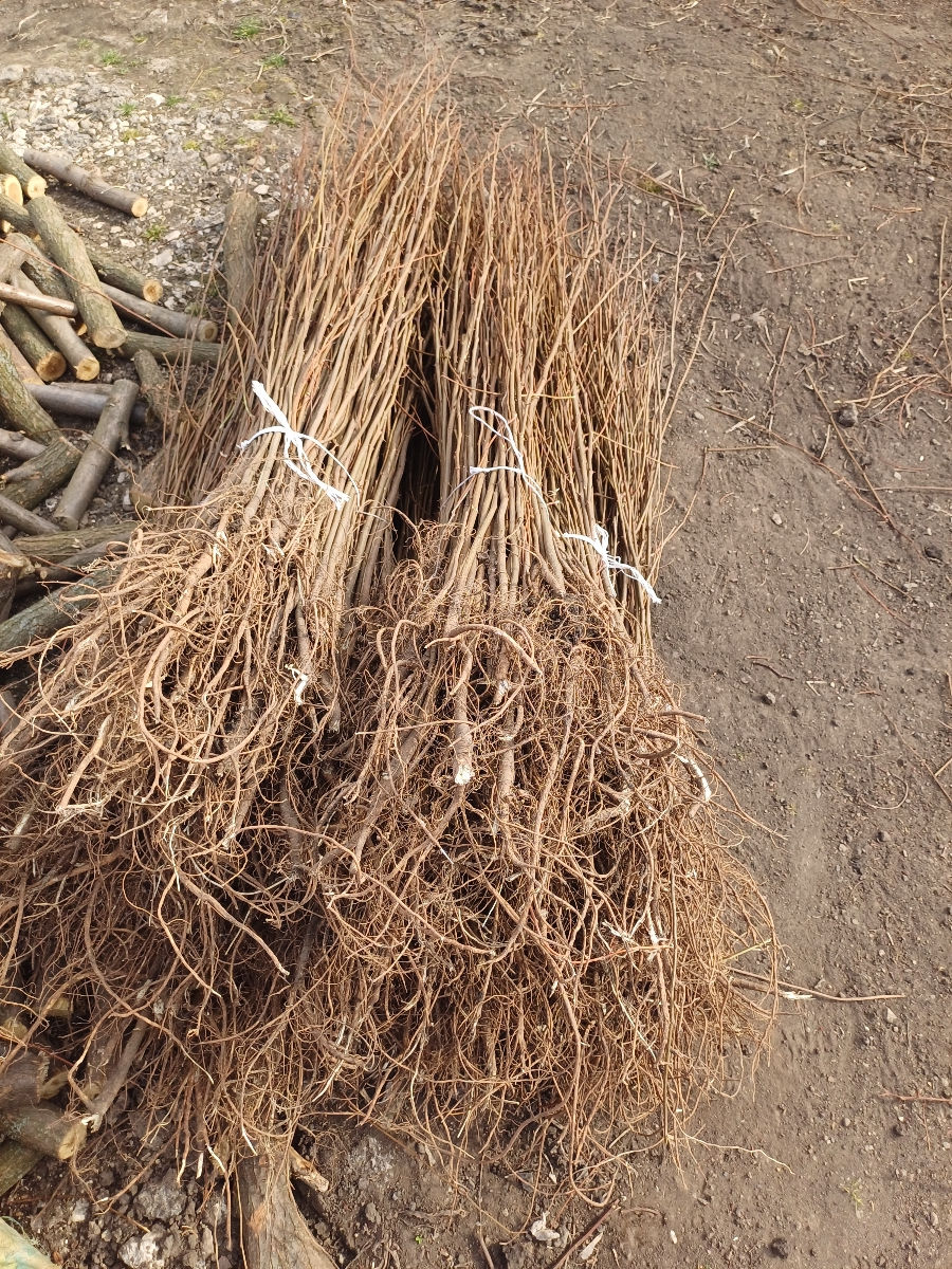 Puieti de salcim 50 bani