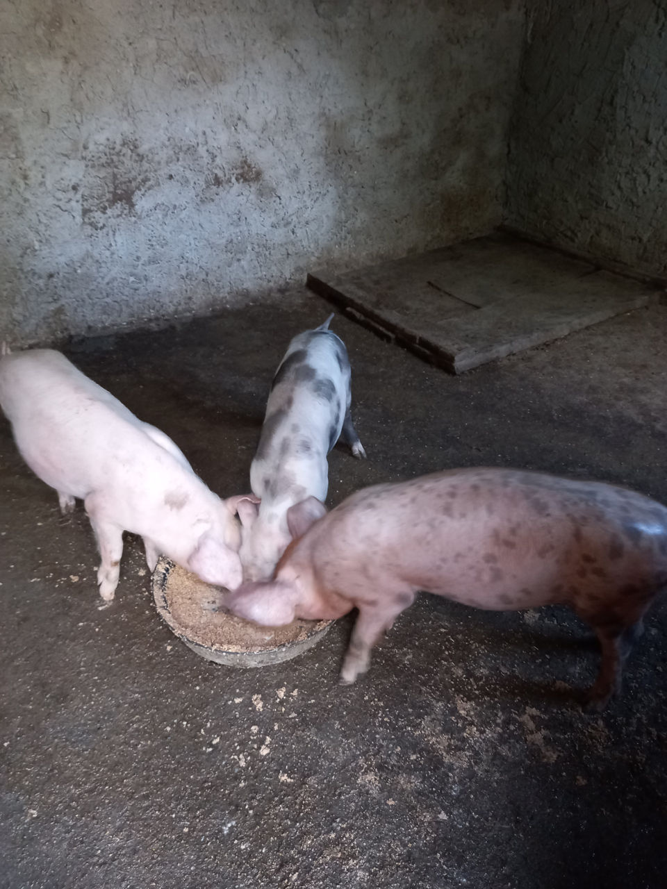 Se vind 3 porci crescuti in conditii de casa