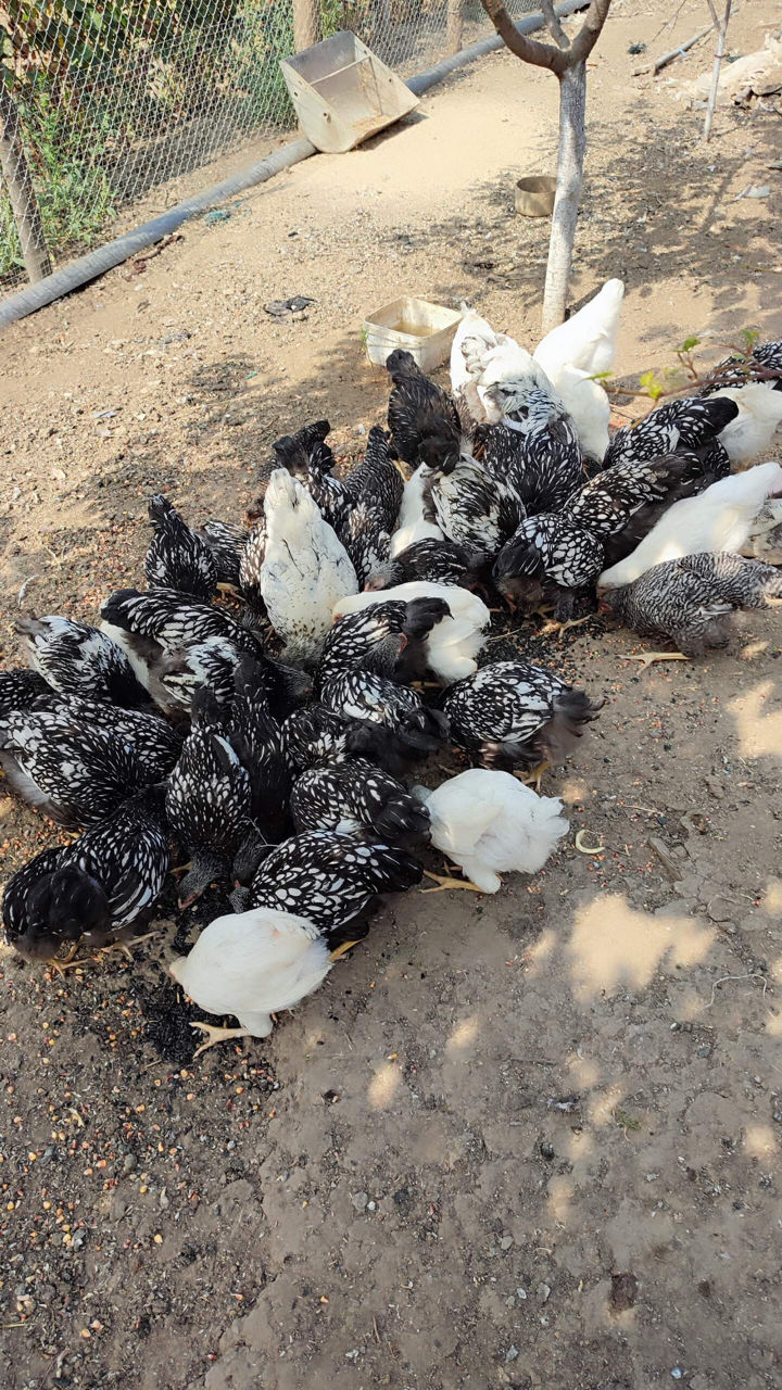 vind pui viandot sunt de primavara asta cine doreste sa cumpere ...