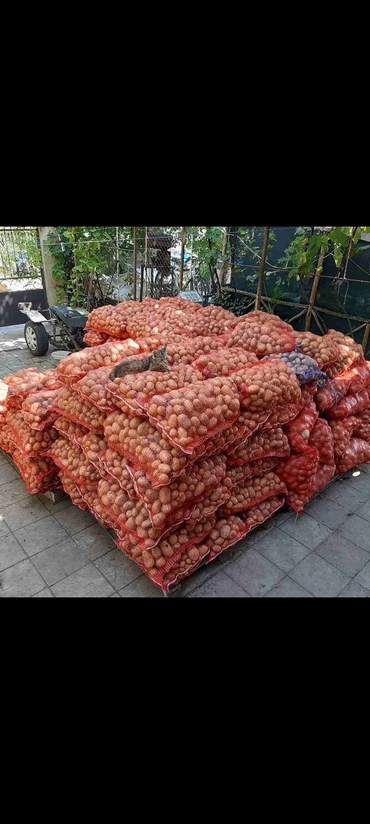 Продам картошку