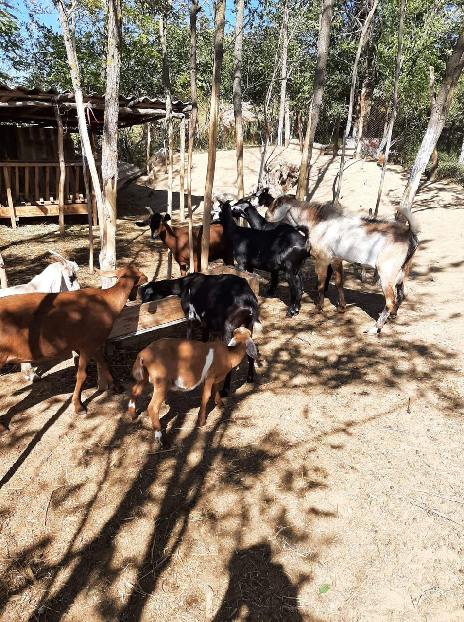 Vindem capre anglonubiene