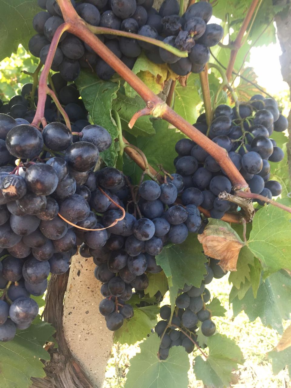 poama Moldova pentru exsport foarte frumoasa si vin