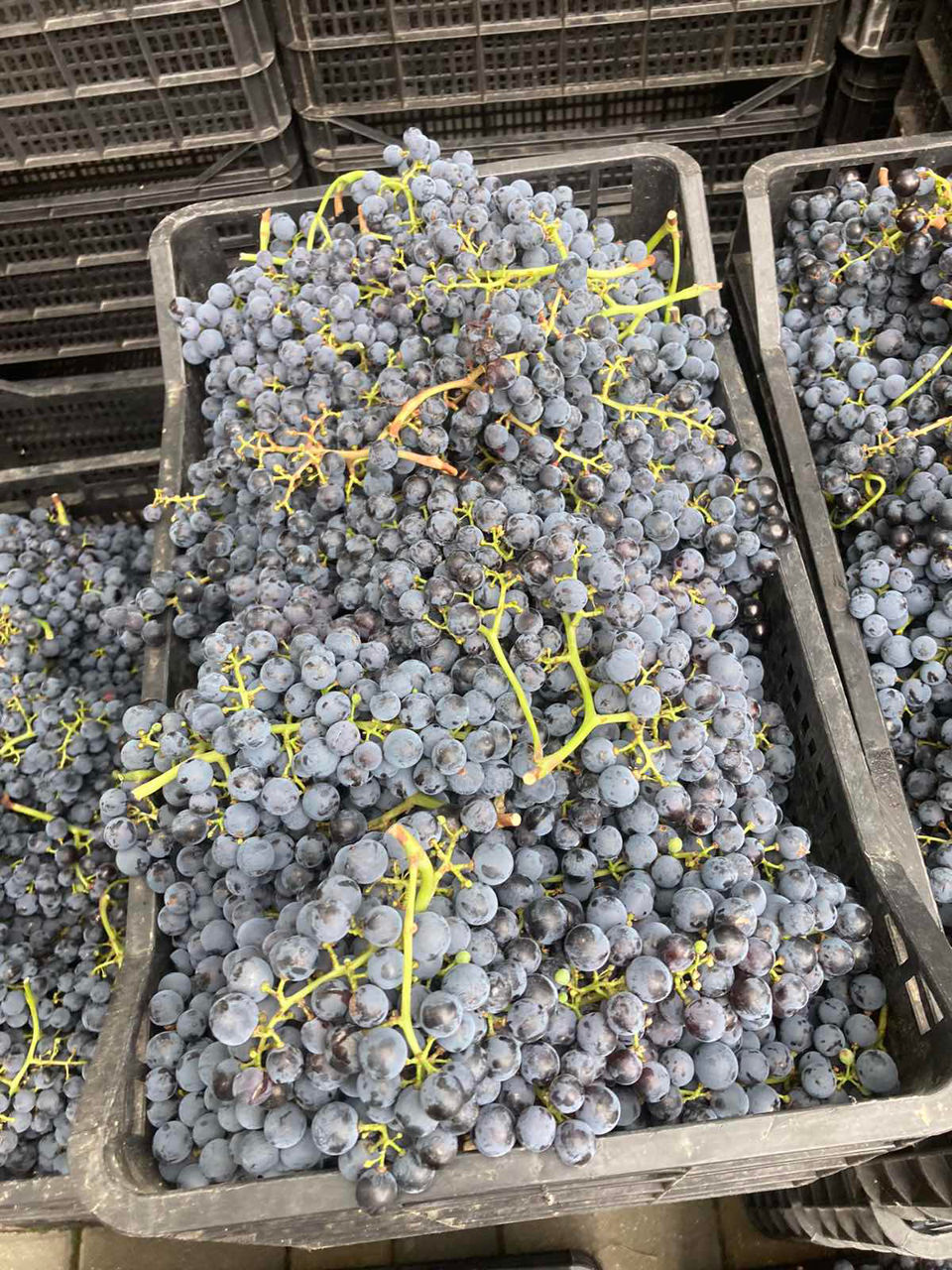 Poama Merlo pentru Vin