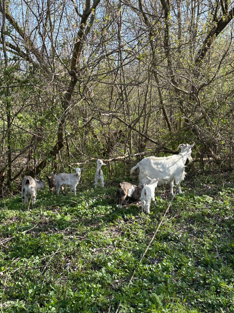 Vind capra mulgătoare