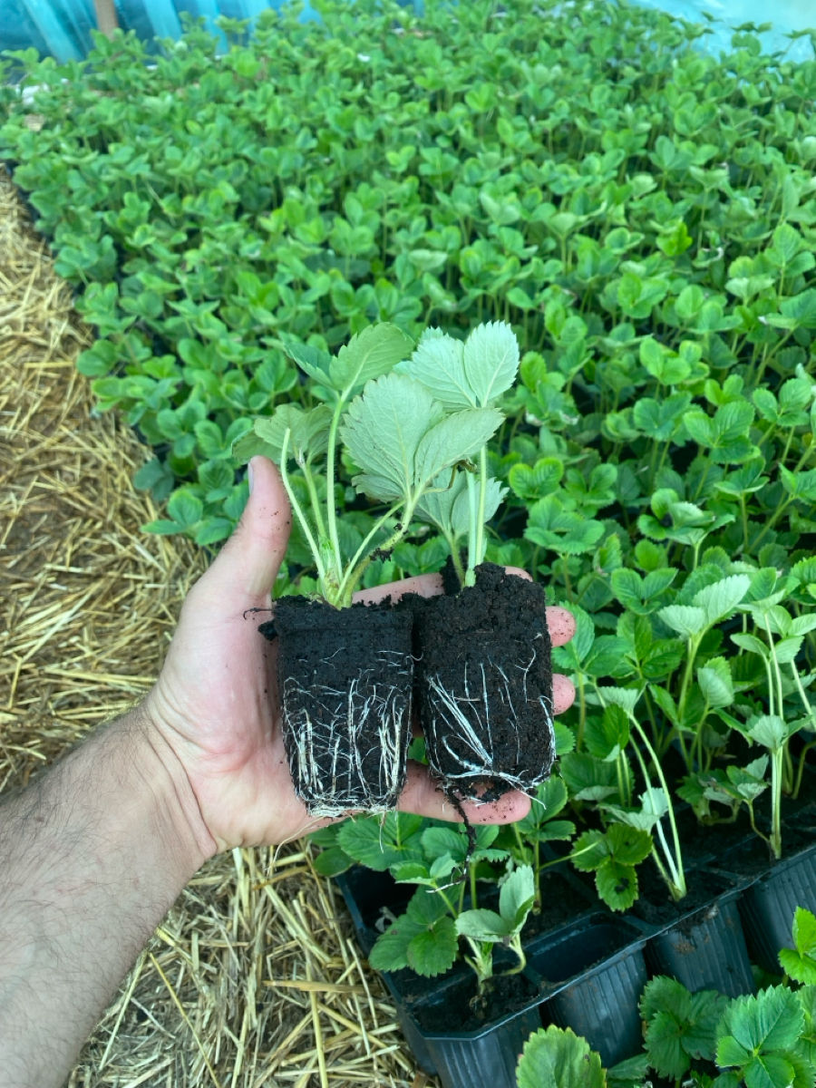 Rasad de capsuni soi Kabrilo, prima reproductie!