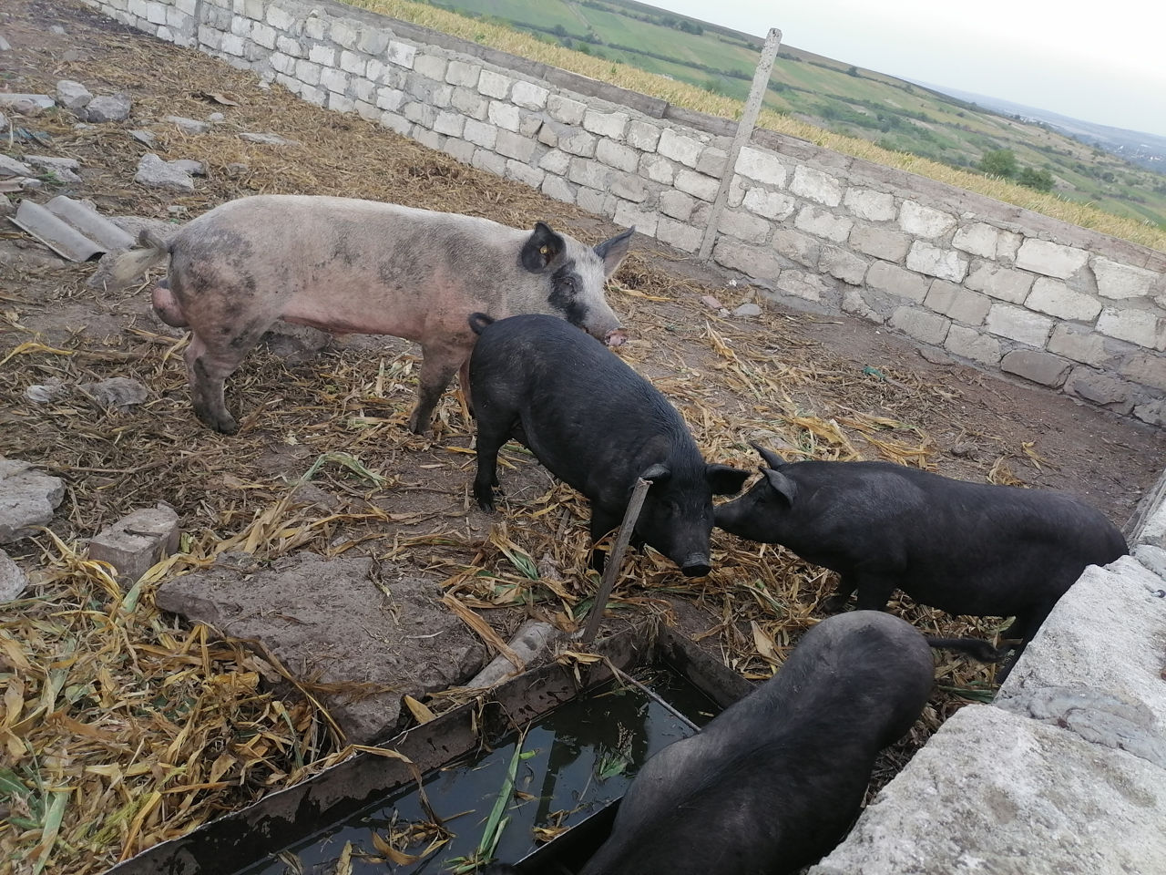 Vind 3 scroafe dea fata