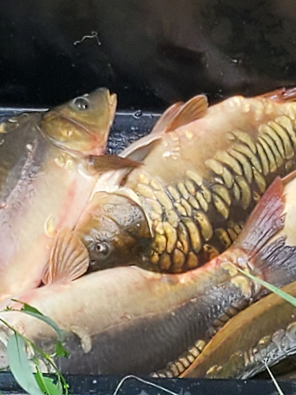 Vind peste viu 1.5-3kg