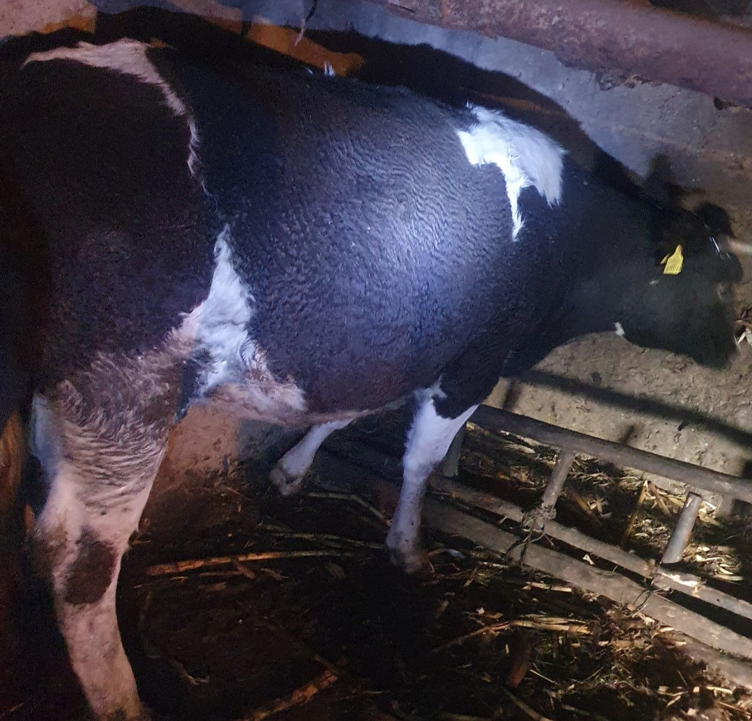 Vind 2 Vitele frumoase